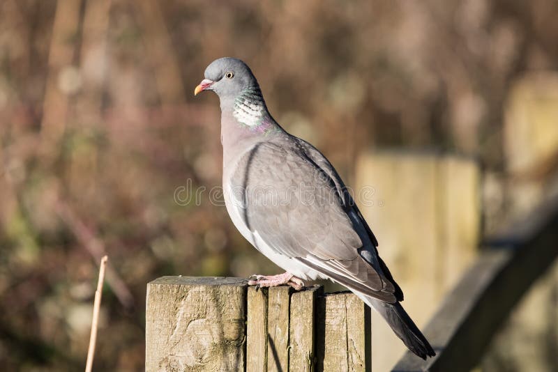 Pombo Torcaz Comum, Pombo Torcaz, Palumbus Do Columba Foto de Stock ...