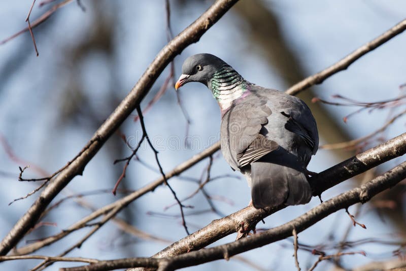 Pombo Torcaz Comum, Pombo Torcaz, Palumbus Do Columba Imagem de Stock ...