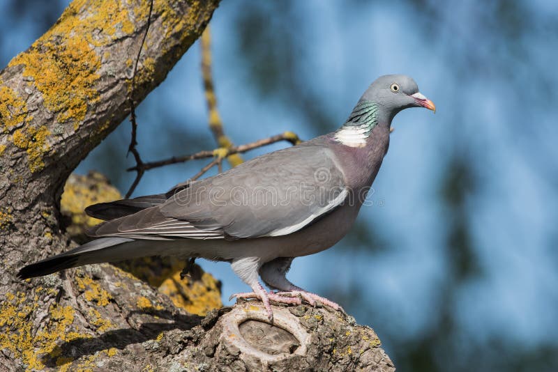 Pombo Torcaz Comum, Pombo Torcaz, Palumbus Do Columba Foto de Stock ...
