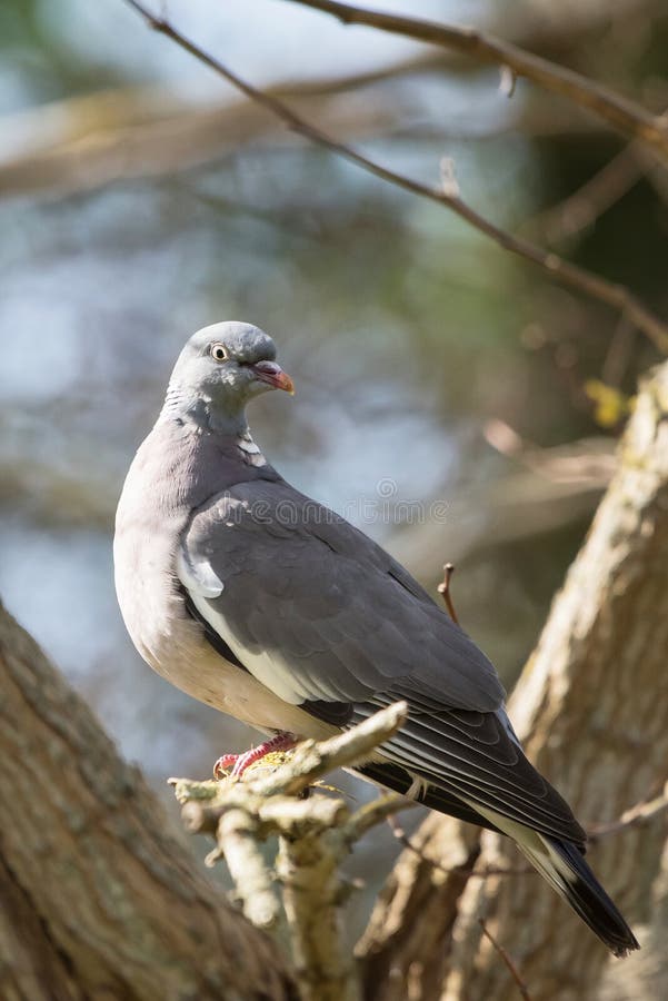Pombo Torcaz Comum, Pombo Torcaz, Palumbus Do Columba Foto de Stock ...