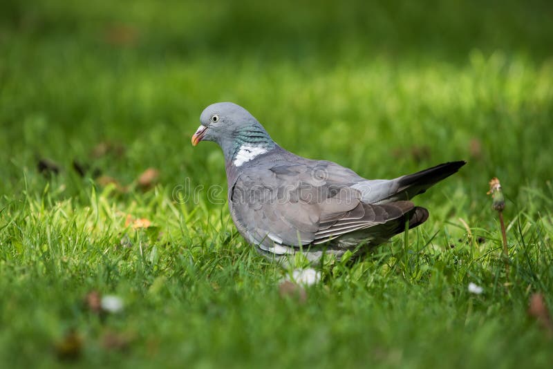 Pombo Torcaz Comum, Pombo Torcaz, Palumbus Do Columba Foto de Stock ...