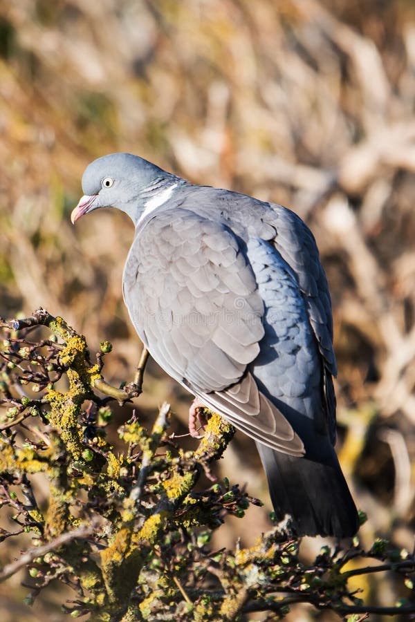 Pombo Torcaz Comum, Pombo, Palumbus Do Columba Imagem de Stock - Imagem ...