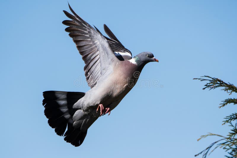 Pombo Torcaz Comum, Pombo, Palumbus Do Columba Imagem de Stock - Imagem ...
