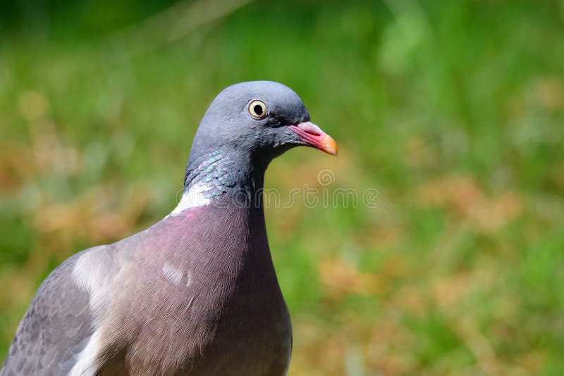 Pombo torcaz comum foto de stock. Imagem de pena, pombo - 149878266