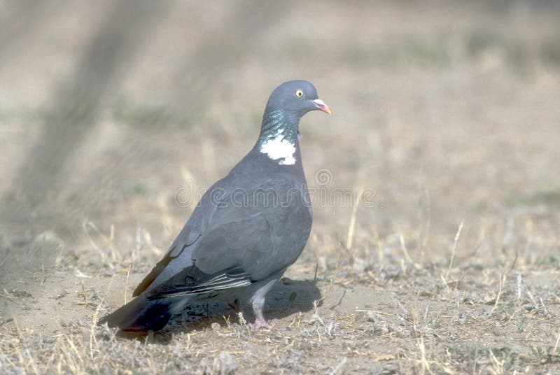 Pombo Torcaz, Palumbus Do Columba Imagem de Stock - Imagem de animal ...