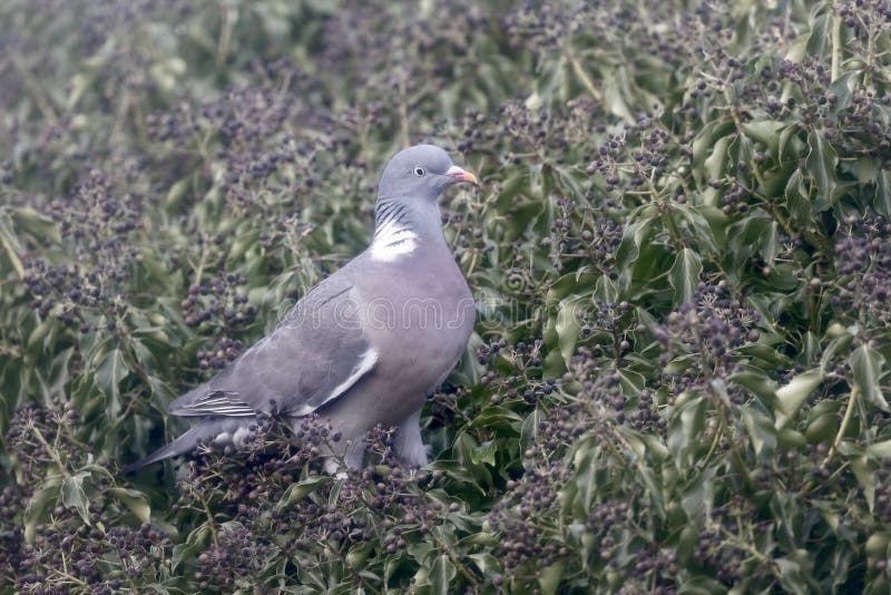 Pombo Torcaz, Palumbus Do Columba Foto de Stock - Imagem de pombo ...