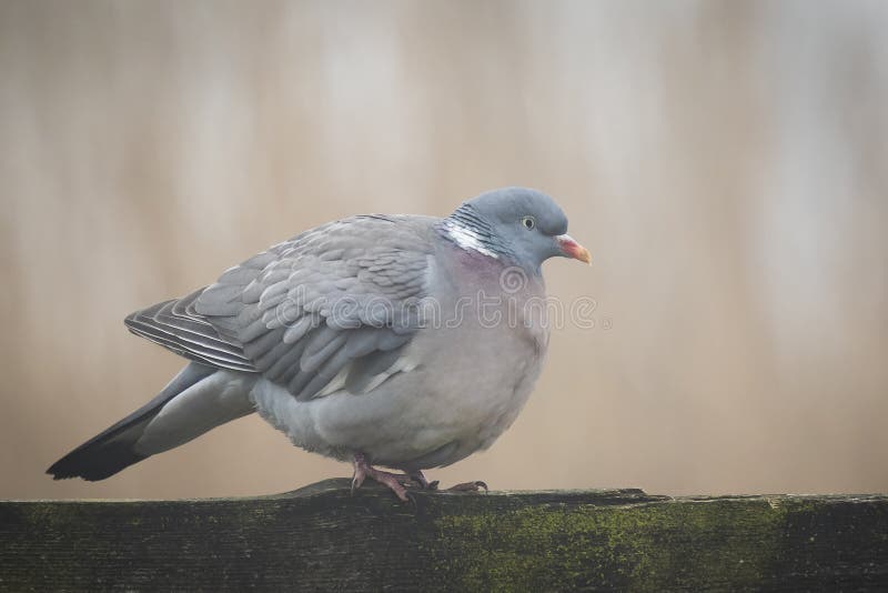 Pombo Torcaz (palumbus Do Columba) Imagem de Stock - Imagem de mola ...