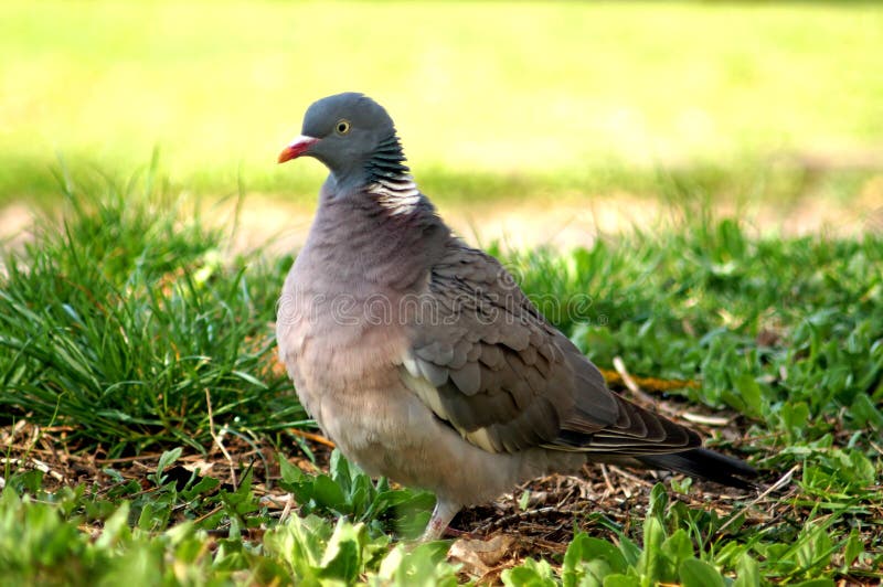 Pombo Torcaz, Palumbus Do Columba Foto de Stock - Imagem de pombo ...