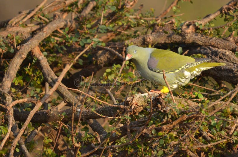 Pombo Verde Africano (calva De Treron) Foto de Stock - Imagem de pomba ...