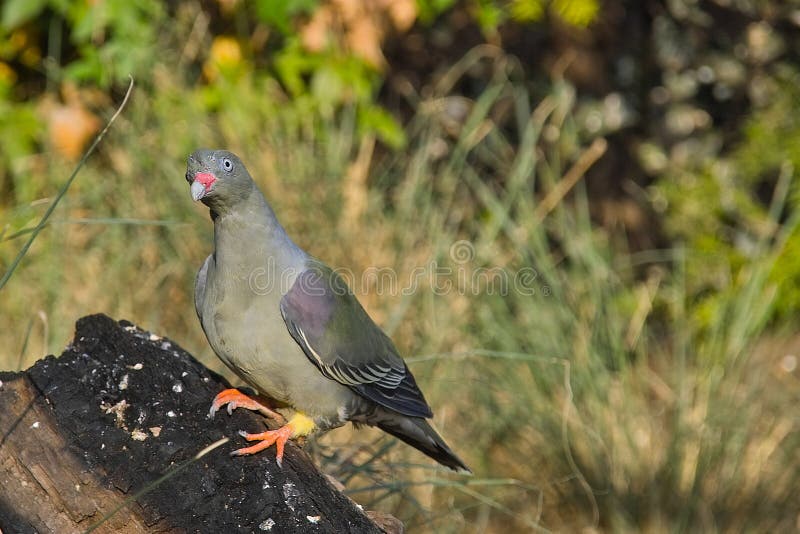 Pombo Verde Africano (calva De Treron) Foto de Stock - Imagem de pomba ...