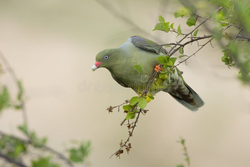 Pombo Verde Africano (calvus De Treron) Foto de Stock - Imagem de ...