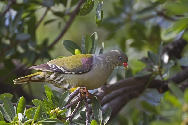 Pombo Verde Africano Empoleirado Na árvore Imagem de Stock - Imagem de ...
