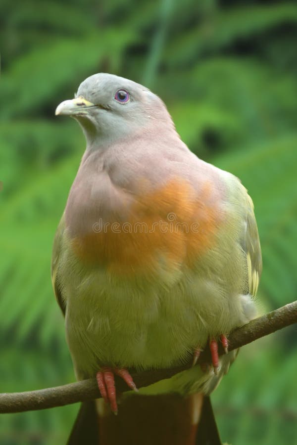 Pombo Verde Cor-de-rosa-necked Imagem de Stock - Imagem de pena, mosca ...