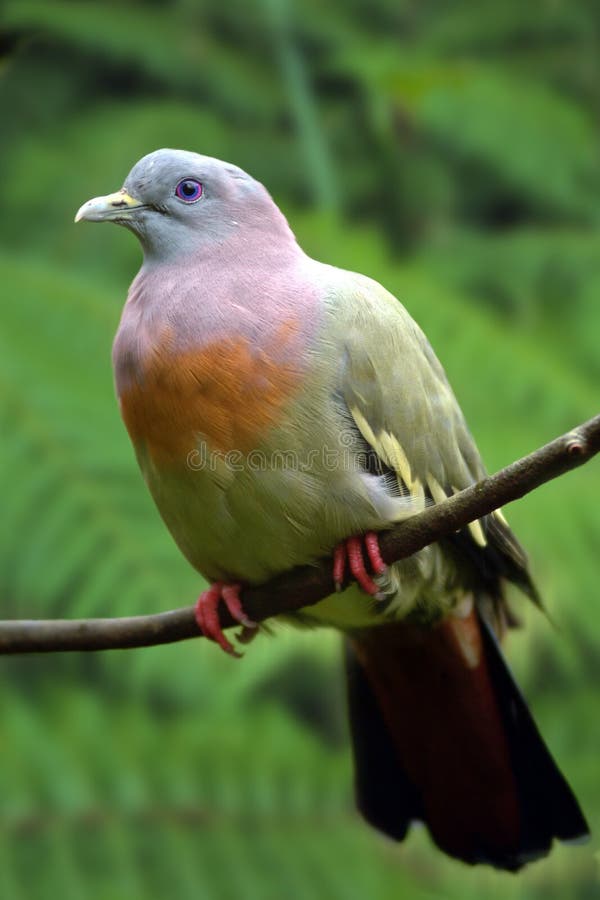 Pombo Verde Cor-de-rosa-necked Foto de Stock - Imagem de bico, wildlife ...