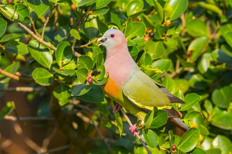 Pombo Verde Cor-de-rosa-necked Masculino Imagem de Stock - Imagem de ...