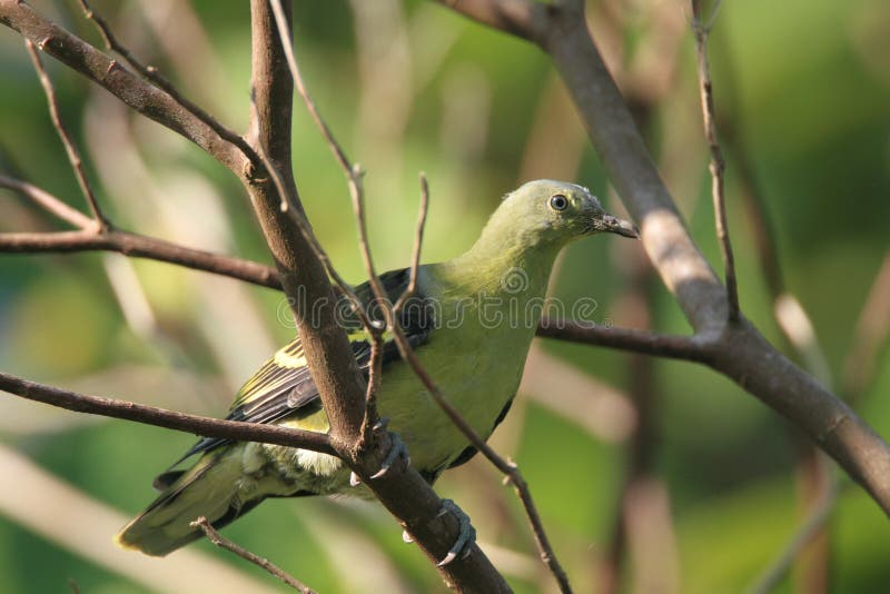 Pombo verde filipino foto de stock. Imagem de selva, acampamento - 39592790