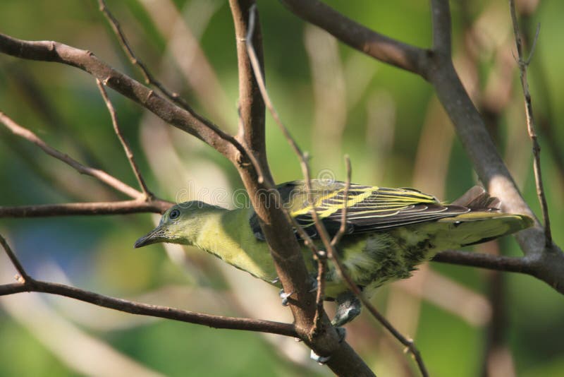 Pombo verde filipino foto de stock. Imagem de endêmica - 39592834