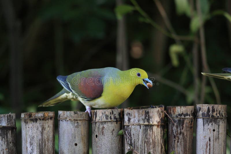 Pombo verde japonês imagem de stock. Imagem de pena, pombo - 42875191