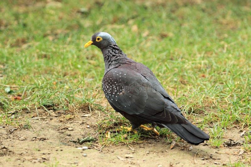 Pombo verde-oliva africano imagem de stock. Imagem de floresta - 73758923