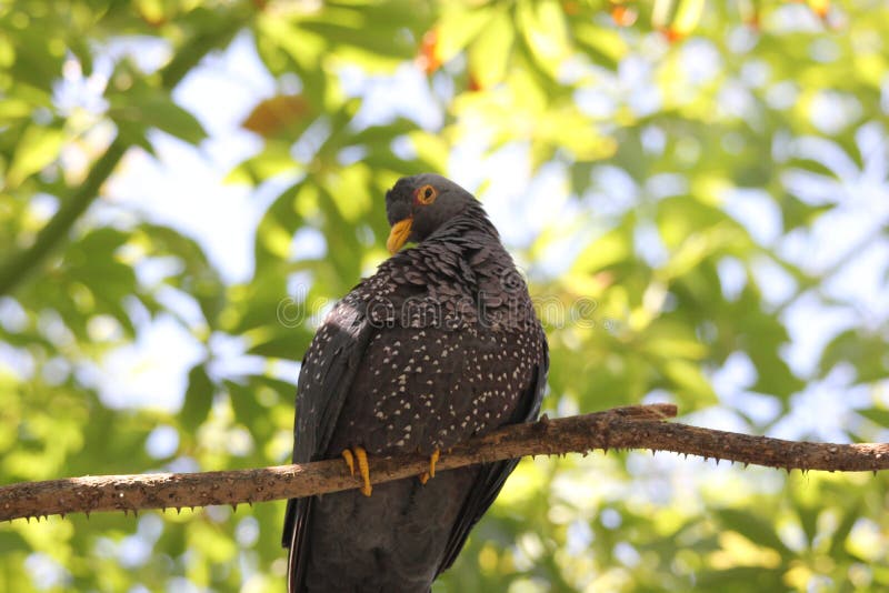 Pombo verde-oliva africano imagem de stock. Imagem de floresta - 73758923