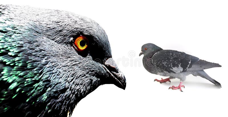 Pombos foto de stock. Imagem de naughty, pés, mosca, livre - 32230596