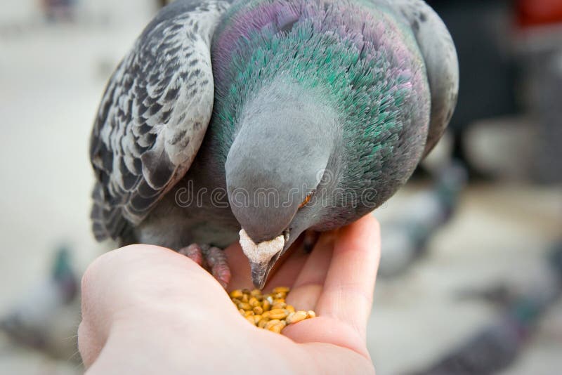 Pombos Que Alimentam E Que Equilibram Disponível Imagem de Stock ...