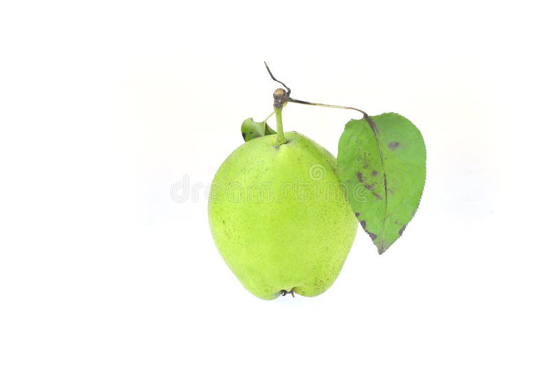 Pome is white background stock photo. Image of mature - 310626406