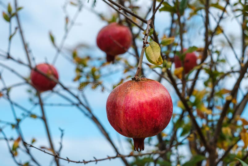 Pomegranate Apple on Tree - Pomgrenates on Tree Stock Photo - Image of ...