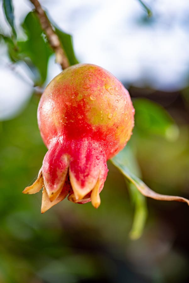 Pomegranate, a Beautiful and Tasty Pomegranate on the Tree, Natural ...