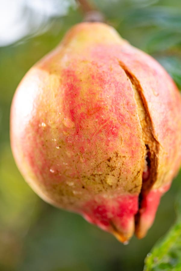 Pomegranate, a Beautiful and Tasty Pomegranate on the Tree, Natural ...