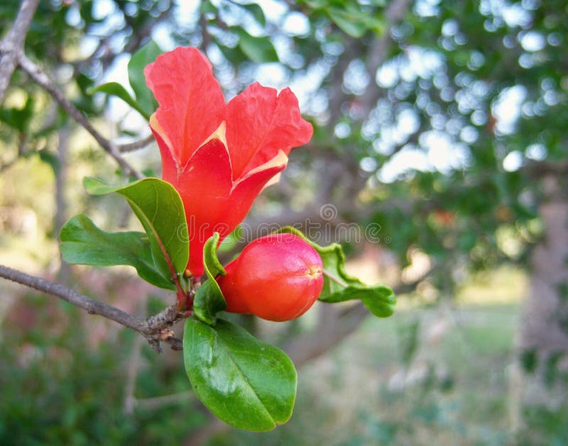 Pomegranate blossom stock photo. Image of closeup, bloom - 35954224