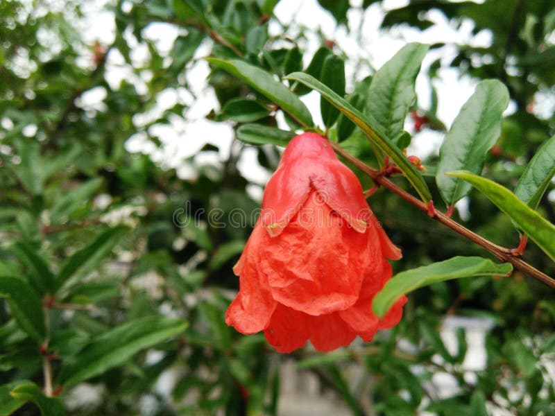 Pomegranate Blossom Flower on Tree Stock Image - Image of foliage ...