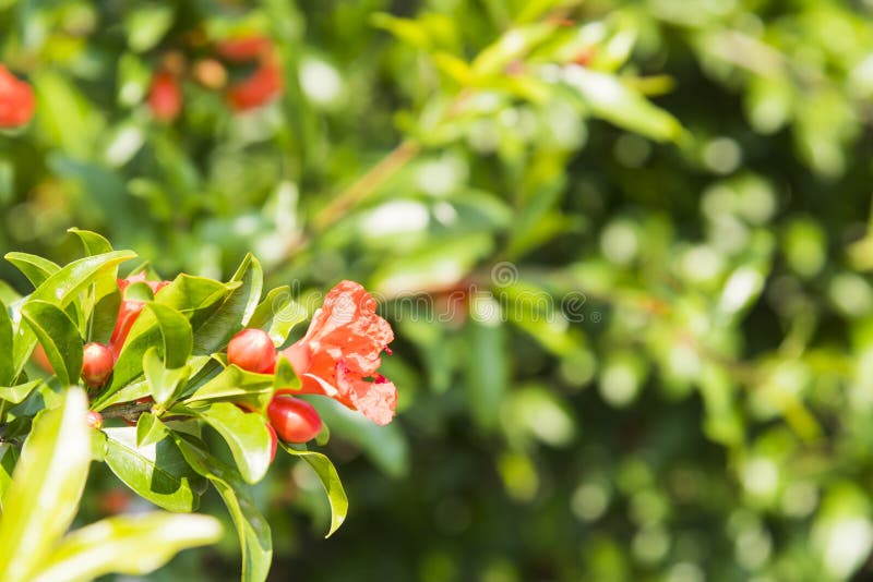 Pomegranate blossom stock photo. Image of chinese, flower - 73034824