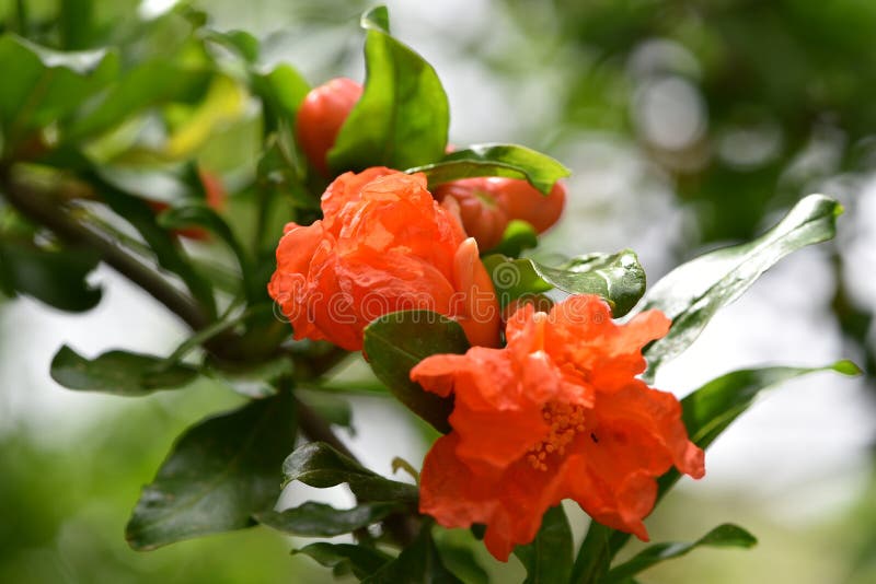 Pomegranate blossom stock image. Image of branch, green - 92528827