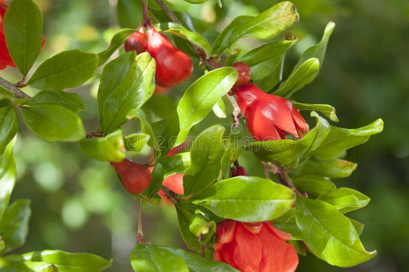 Pomegranate Blossoms on a Tree during the Flowering Season Stock Image ...
