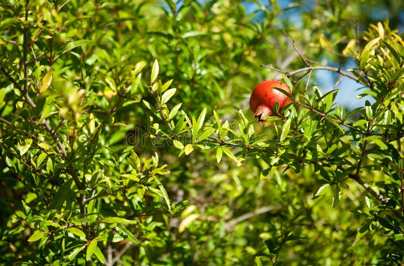 Pomegranate on a branch stock image. Image of color, holiday - 16221545