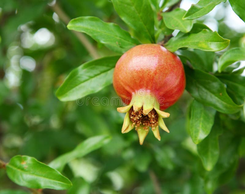 Pomegranate Tree Isolated on White Stock Photo - Image of tree, sunny ...