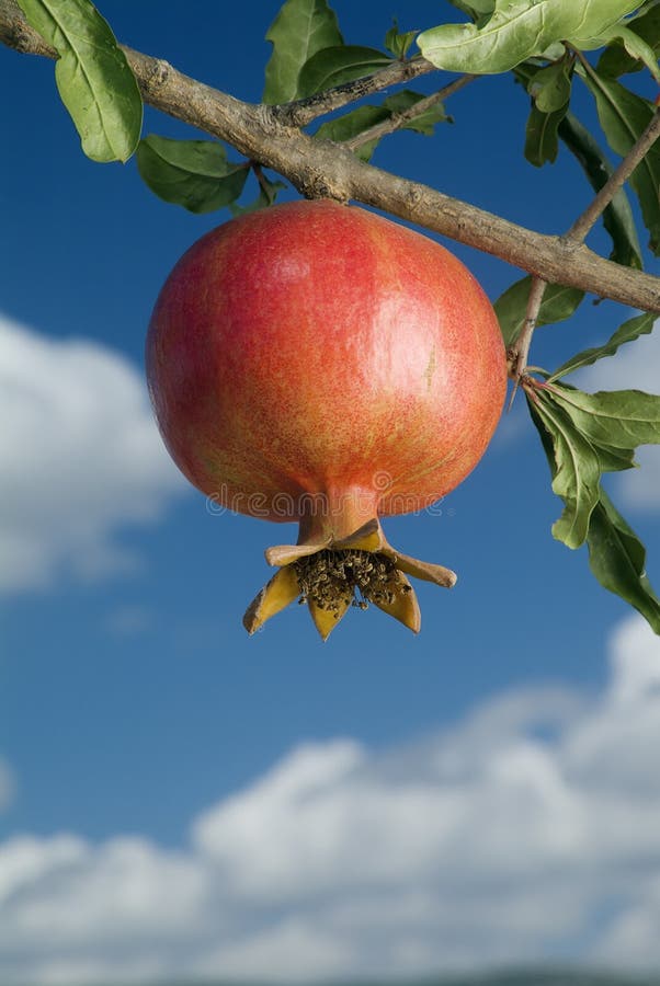 Pomegranate on branch stock image. Image of fall, closeup - 3233343