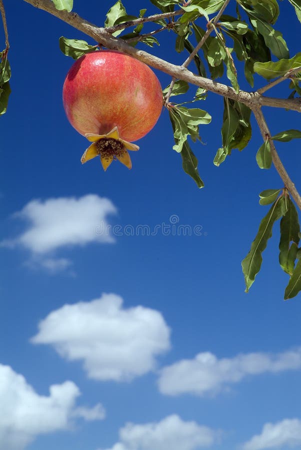 Pomegranate on branch stock image. Image of closeup, clouds - 3233857