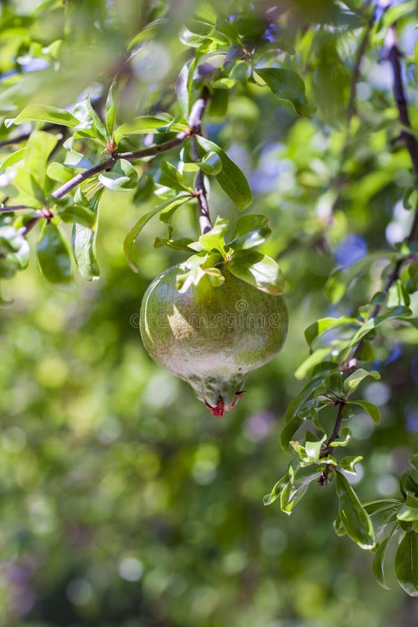 Pomegranate on the branch stock photo. Image of fresh - 99696646