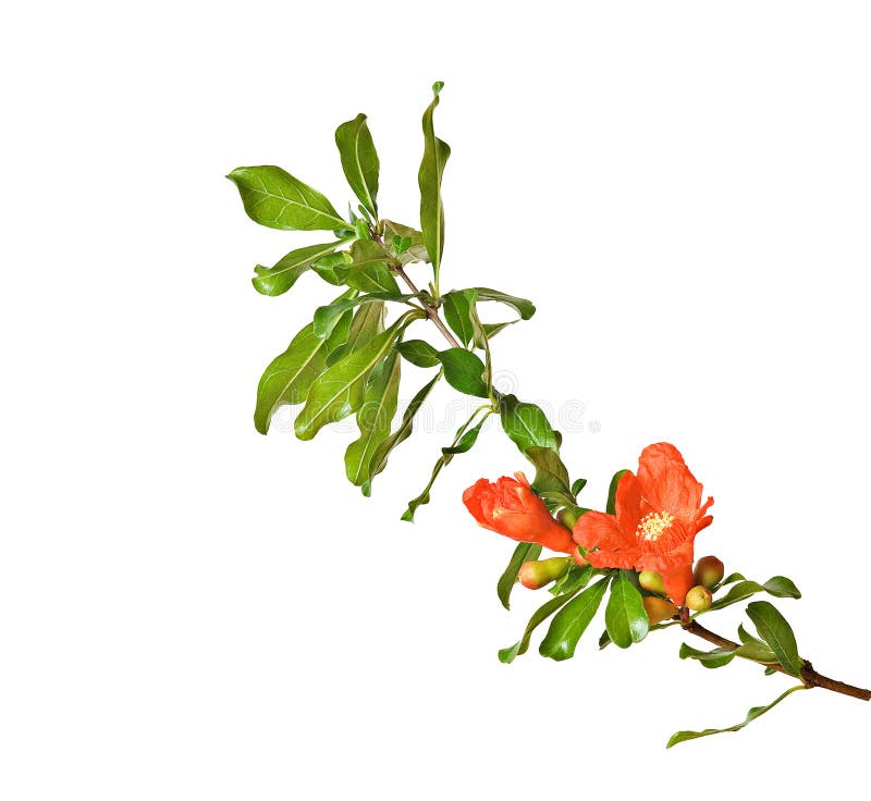 Pomegranate Branch with Flowers Stock Photo - Image of pomegranate ...