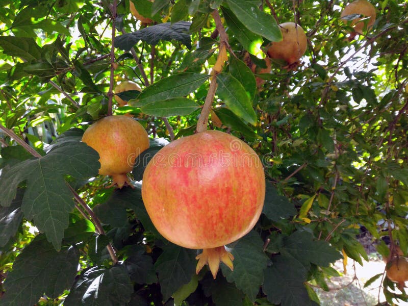 Pomegranate Branch stock image. Image of agriculture - 260178001