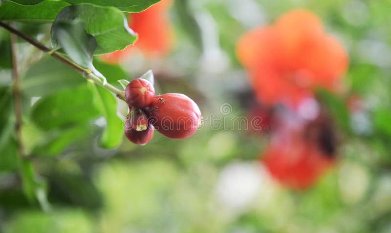 Pomegranate bud stock photo. Image of flower, pomegranate - 215724496
