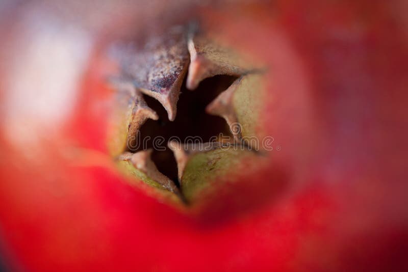 348 Pomegranate Crown Stock Photos - Free & Royalty-Free Stock Photos ...