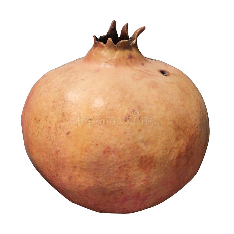 Pomegranate White 3d Illustration Stock Illustrations 310 Pomegranate