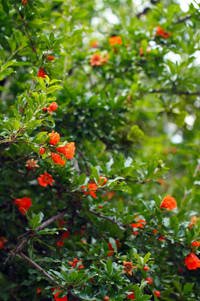 2,733 Pomegranate Bloom Stock Photos - Free & Royalty-Free Stock Photos ...