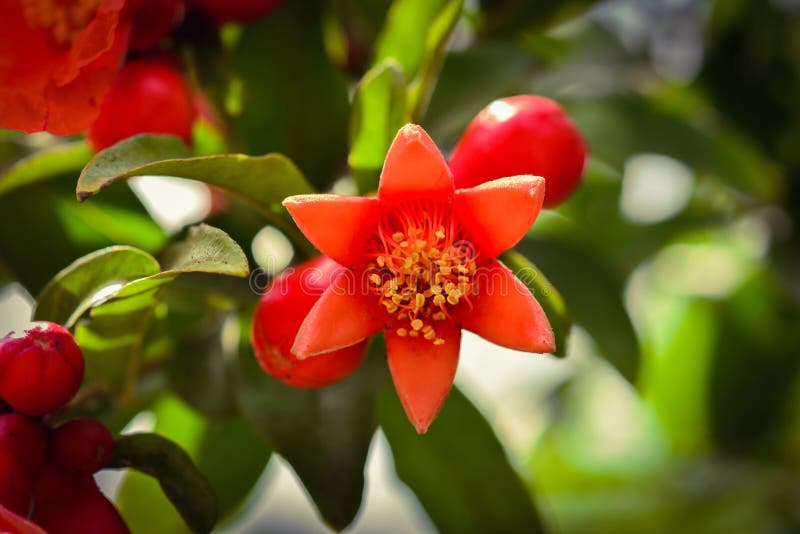 Pomegranate Flower in Garden Stock Photo - Image of flower, fruit: 55449978