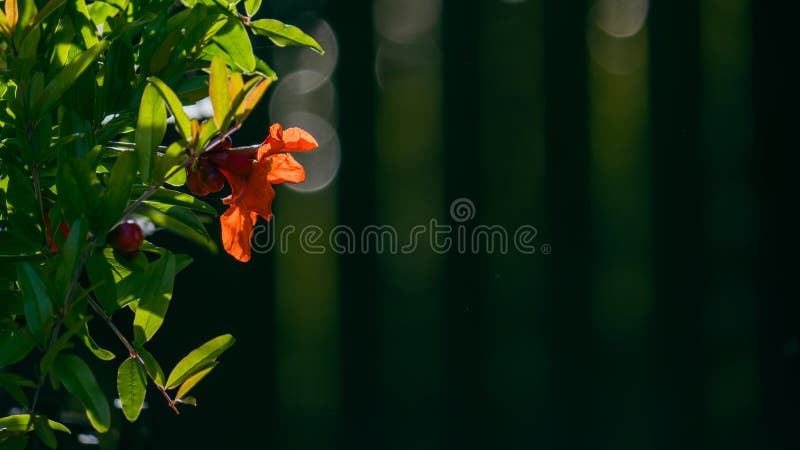 Pomegranate Flower Offset in Image with Negative Space Stock Image ...