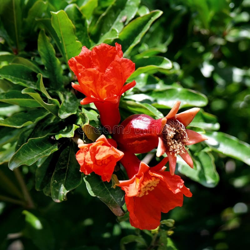 Pomegranate flower stock photo. Image of pomegranate - 58721260