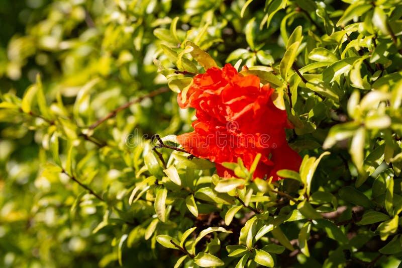 A Pomegranate is Flowering. a Large Orange Flower on a Pomegranate Tree ...